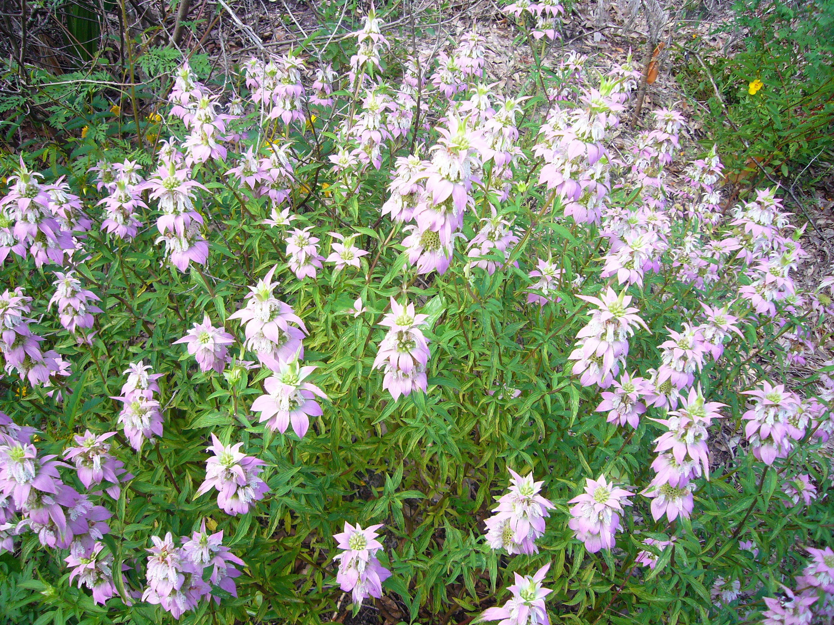 Spotted Bee Balm - Monarda Punctata - Live Starter Plant - FREE ...