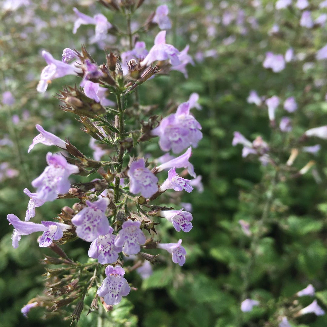 Calamintha 'blue Cloud' - Perennial - Live Starter Plant - FREE ...