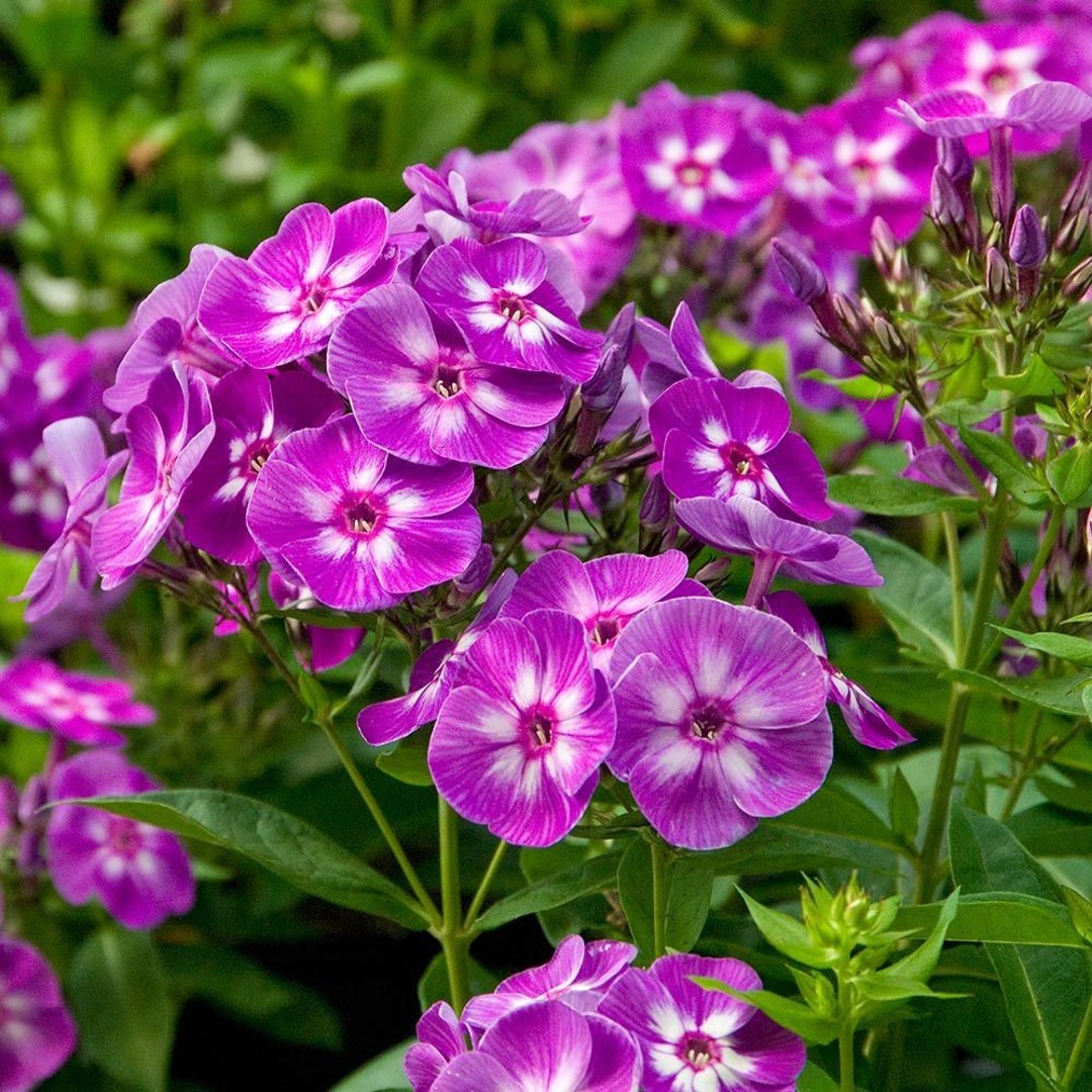 Phlox ‘laura’ -garden Phlox- Live Starter Plant- FREE SHIPPING!!! - Etsy