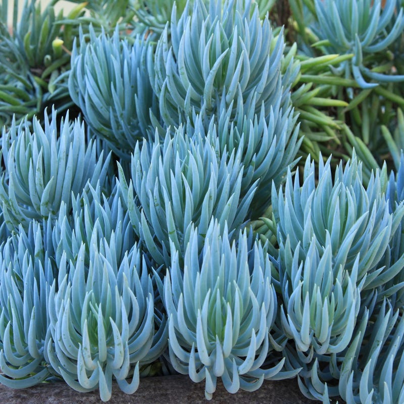 SacredRootsNursery - Etsy