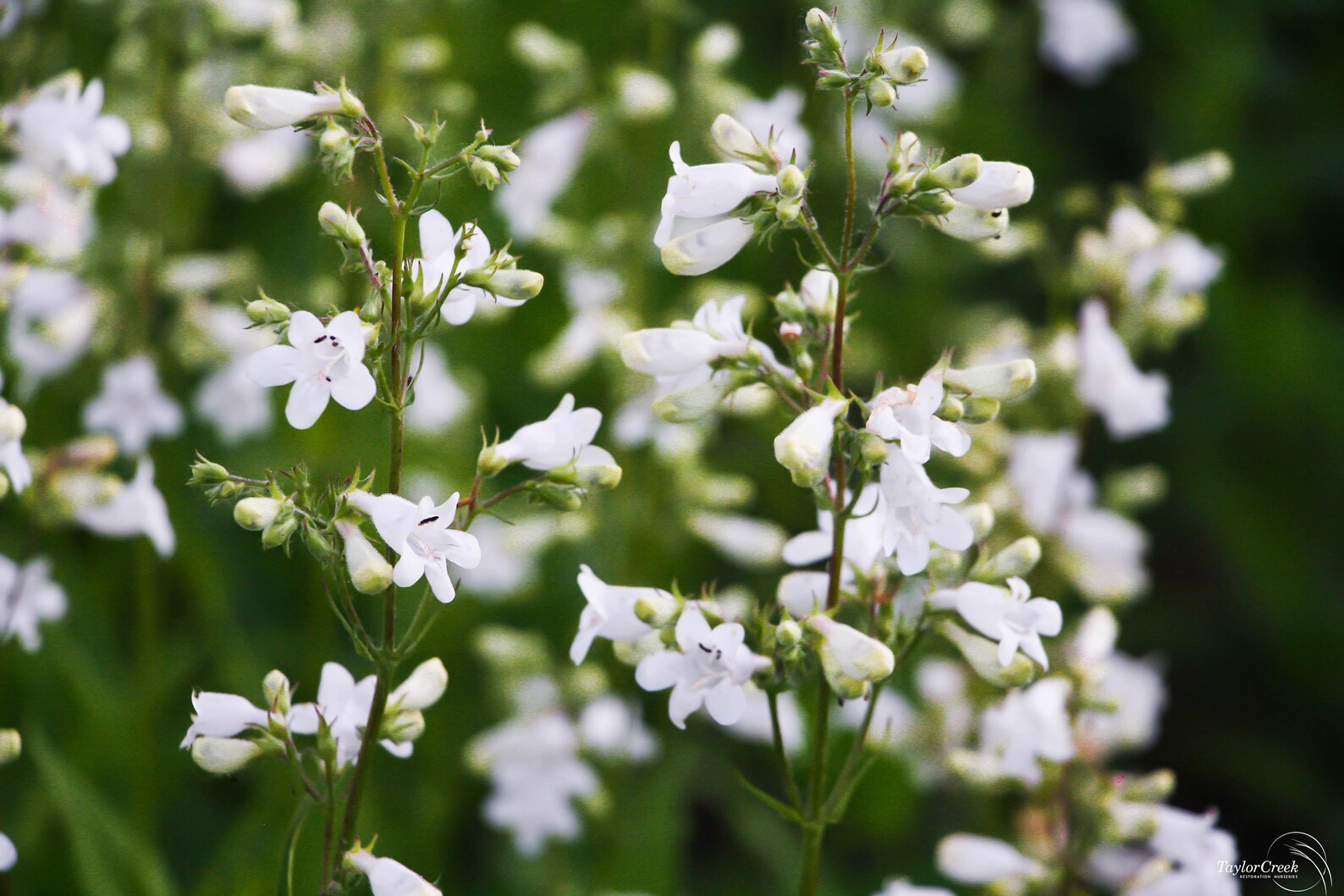 Penstemon Digitalis - Foxglove Beardtongue - Native Perennial - Live ...