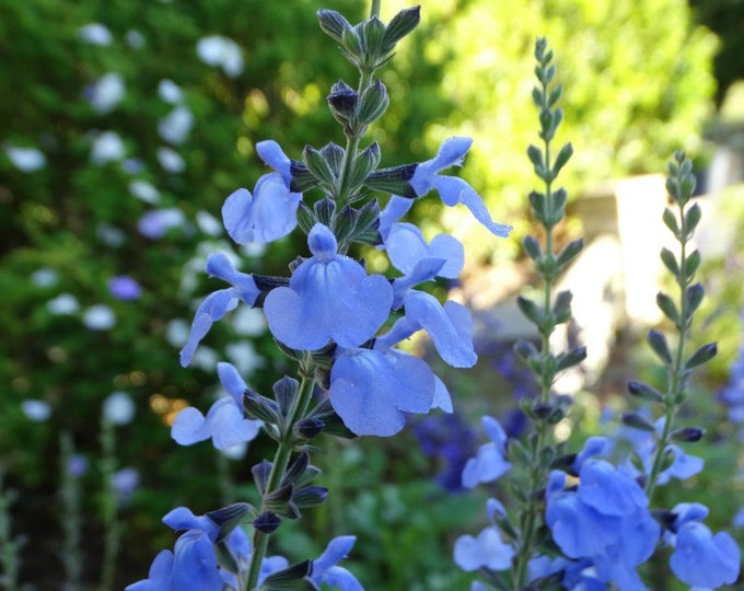 Salvia Azurea -blue Sage- Native Plant - Live Starter Plant- FREE ...
