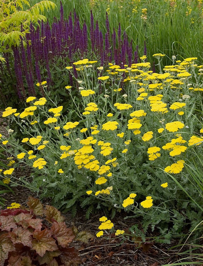 Yarrow 'moonshine' - Perennial- Live Starter Plant - FREE SHIPPING ...