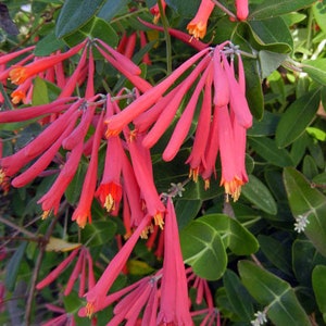 Lonicera Sempervirens 'honey Coral' - Native Coral Honeysuckle - Live ...