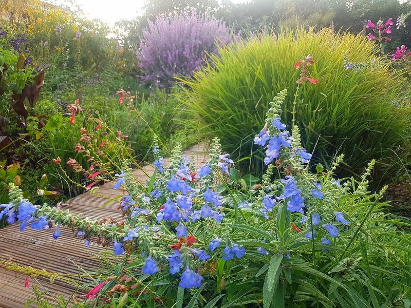 Salvia Azurea -blue Sage- Native Plant - Live Starter Plant- FREE ...