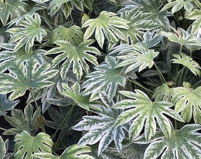 Fatsia Japonica ‘spider’s Web’ -japanese Variegated Aralia- Live ...