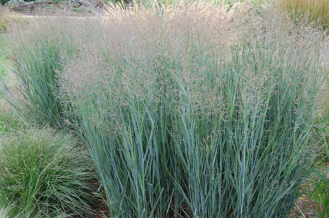 Switchgrass Panicum virgatum Live Starter Plant in a 3 Pot Ornamental ...