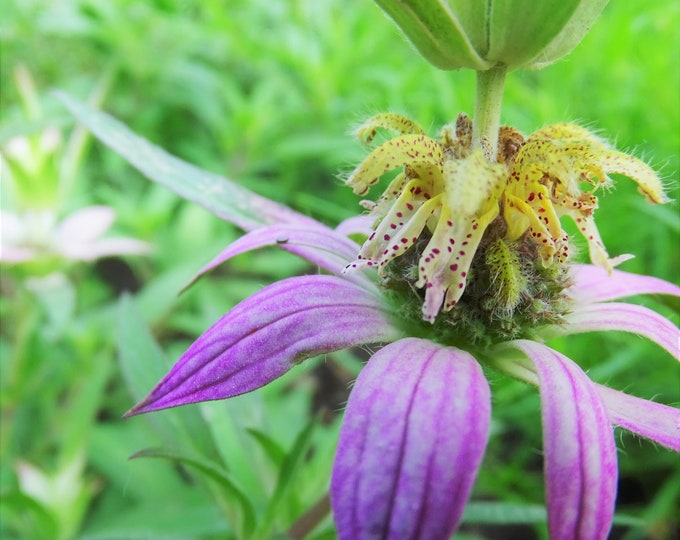Spotted Bee Balm - Monarda Punctata - Live Starter Plant - FREE ...