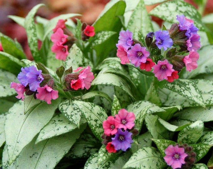 Pulmonaria ‘silver Bouquet’ -lungwort- Shade Perennial- Live Starter ...
