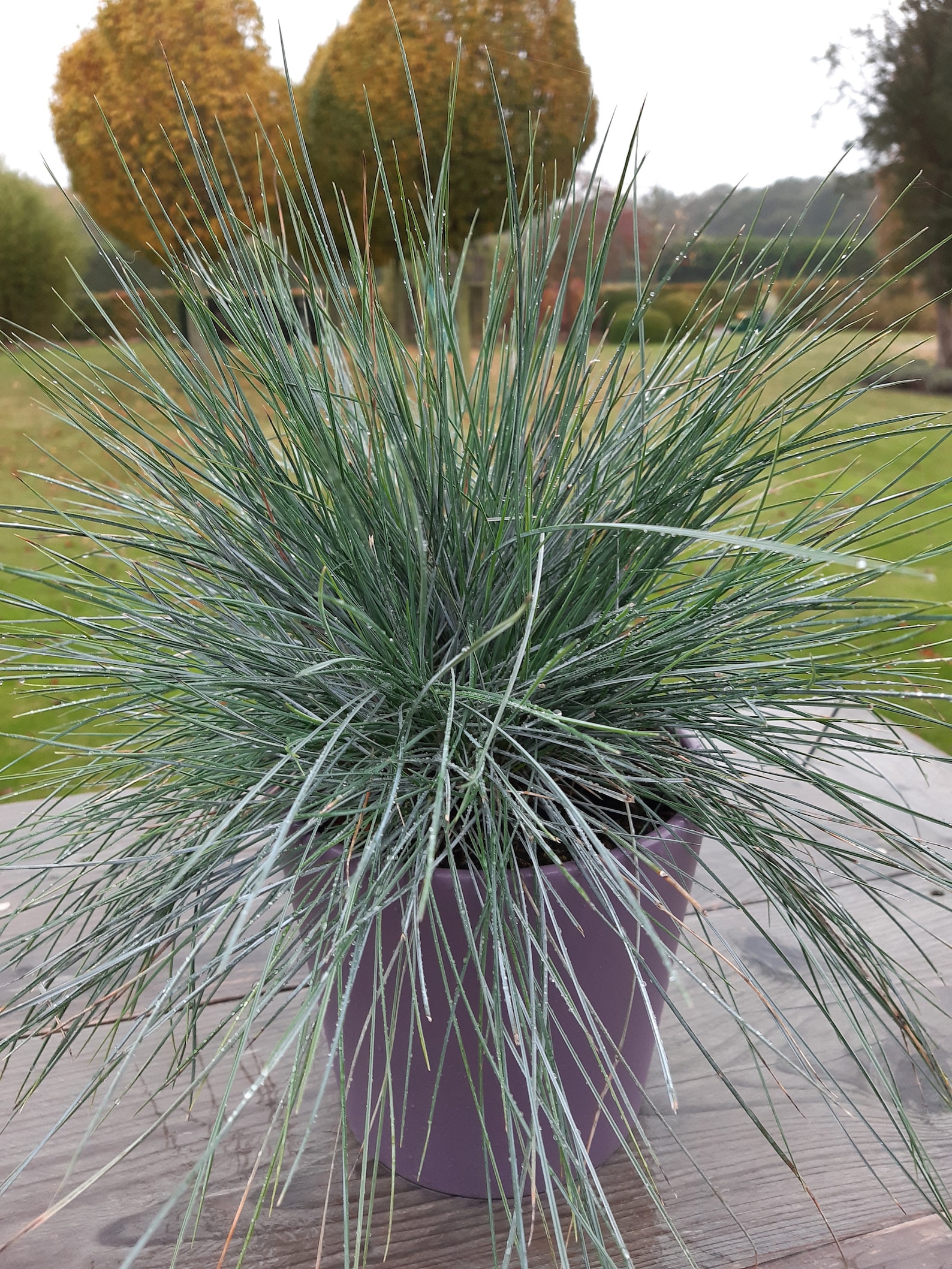 Blue Fescue 'elijah Blue' Ornamental Grass - Live Starter Plant- FREE ...