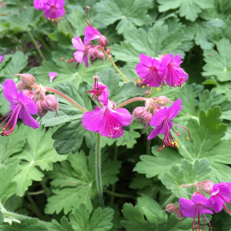 Hardy Geranium - Etsy