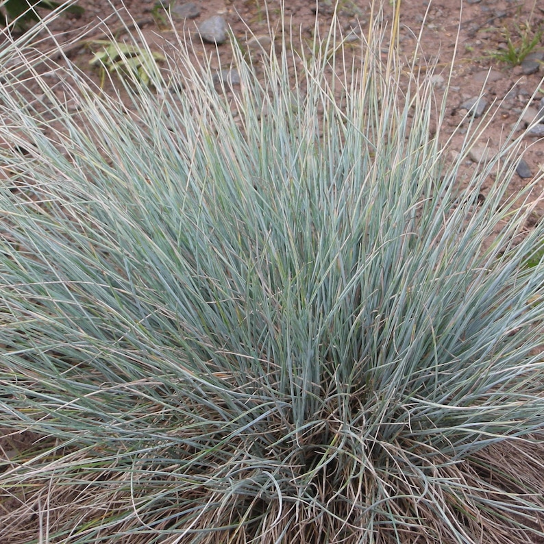 Blue Fescue 'elijah Blue' Ornamental Grass - Live Starter Plant- FREE ...
