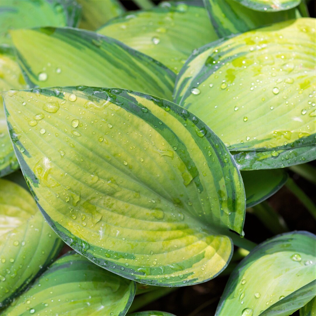 Hosta 'stained Glass' - Live Starter Plant - FREE SHIPPING!!! - Etsy