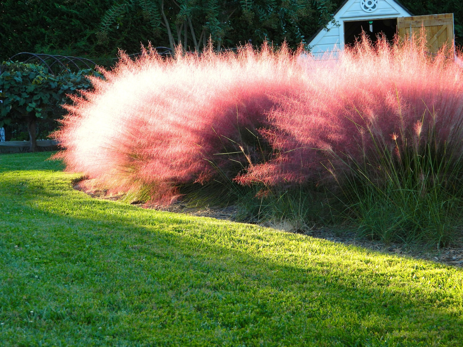 Pink Muhly Grass Muhlenbergia Capillaris Ornamental Grass Etsy