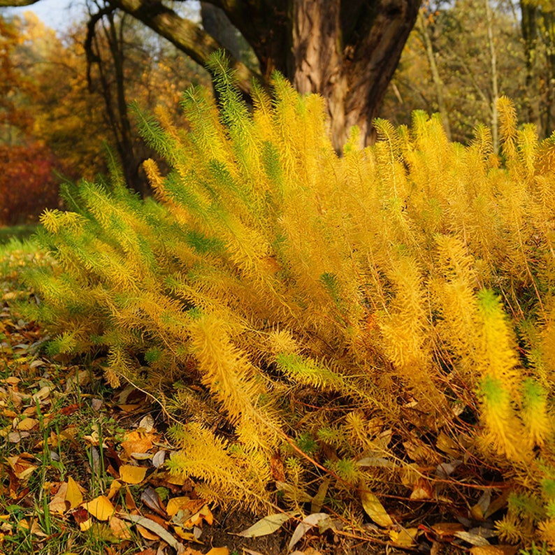 Amsonia Hubrichtii Threadleaf Bluestar Live Starter Plant | Etsy