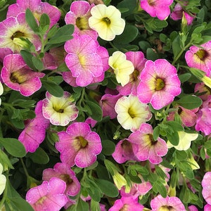 Calibrachoa ombré Pink million Bells Live Starter Plant in a 3 Pot FREE ...
