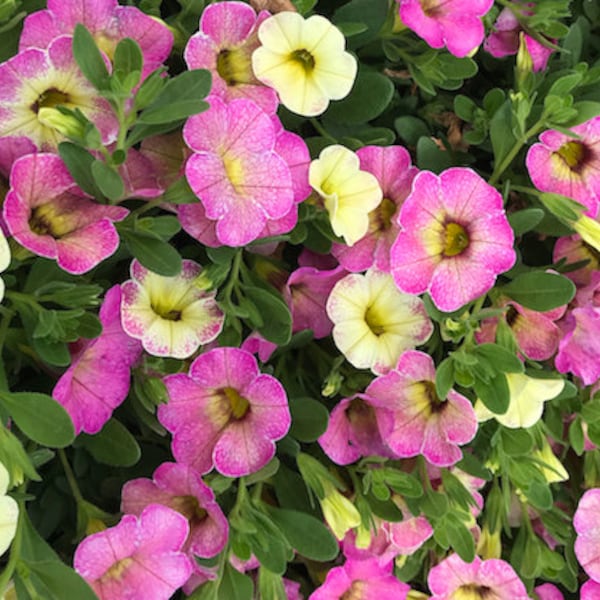 Calibrachoa Seeds - Etsy
