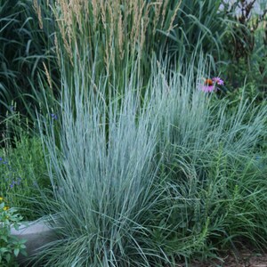 Little Bluestem 'prairie Blues' - Native Ornamental Grass - Live ...