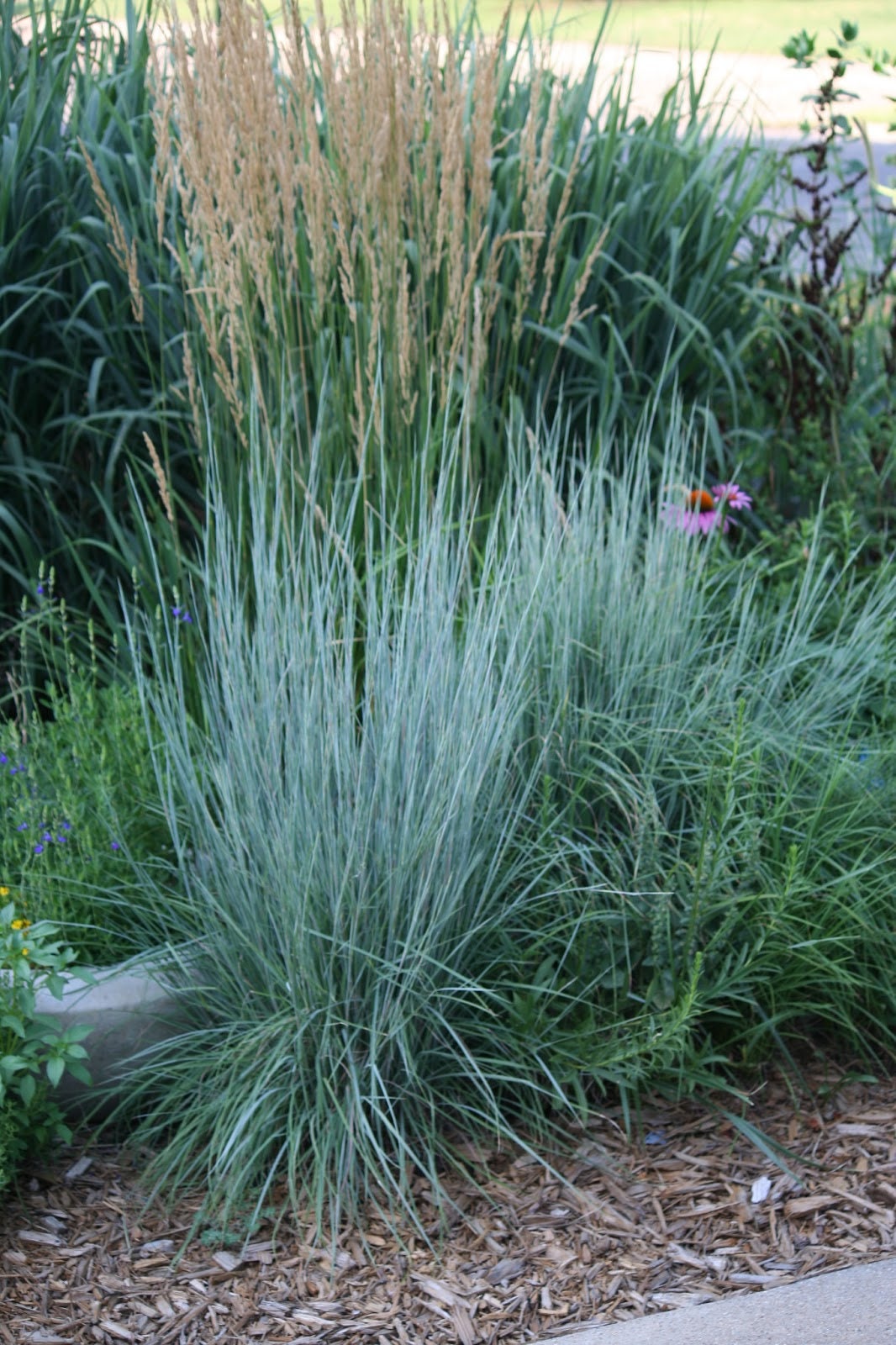 Little Bluestem 'prairie Blues' - Native Ornamental Grass - Live ...