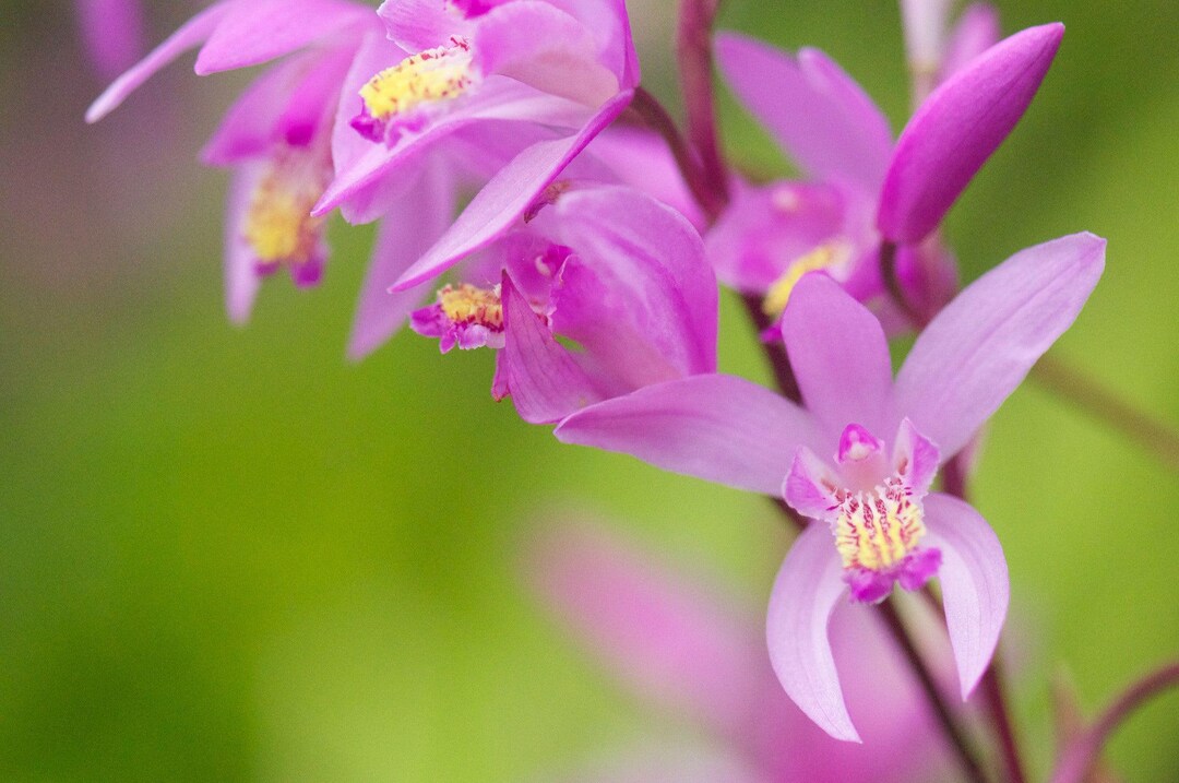 Bletilla 'kate' - Hardy Perennial Terrestrial Orchid - Live Starter ...