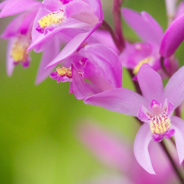 SacredRootsNursery - Etsy