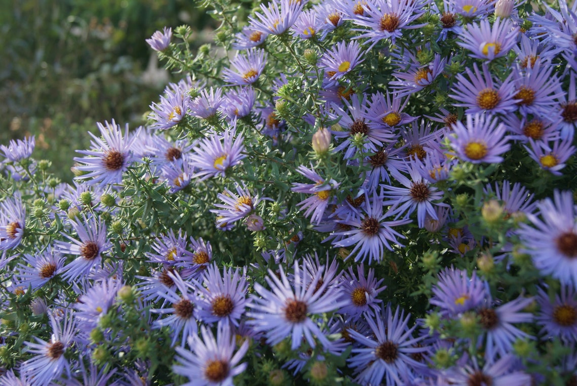 Aster O. 'raydon's Favorite' - Aromatic Aster - Live Starter Plant ...