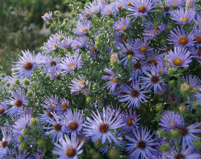Aster O. 'raydon's Favorite' - Aromatic Aster - Live Starter Plant ...
