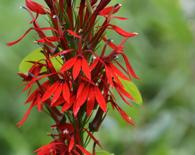 Cardinal Flower - Lobelia Cardinalis - Perennial - Live Starter Plant ...