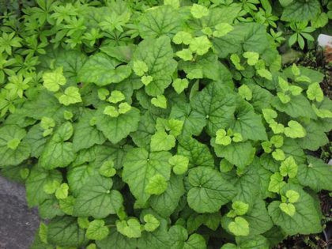 Piggyback Plant - Tolmiea Menziesii - Live Starter Plant- FREE SHIPPING ...