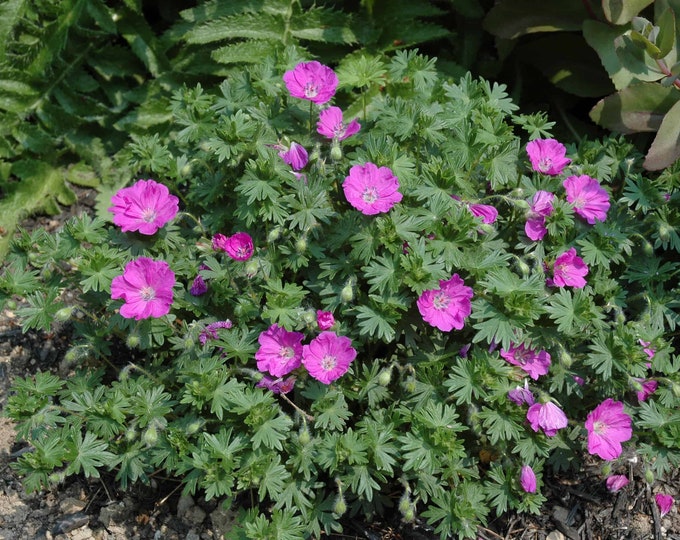 Geranium S. 'max Frei' Cranesbill Live Starter Plant in a 3 Pot FREE ...