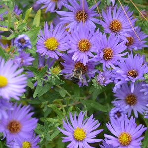 Aster O. 'raydon's Favorite' - Aromatic Aster - Live Starter Plant ...
