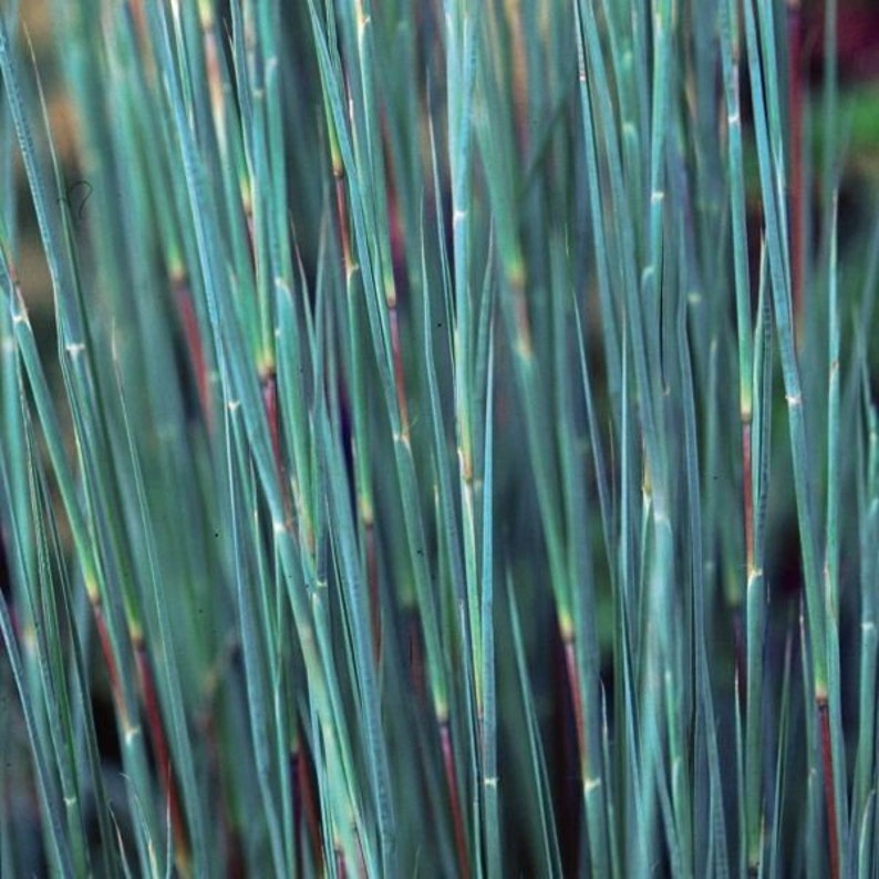 Little Bluestem 'prairie Blues' - Native Ornamental Grass - Live ...