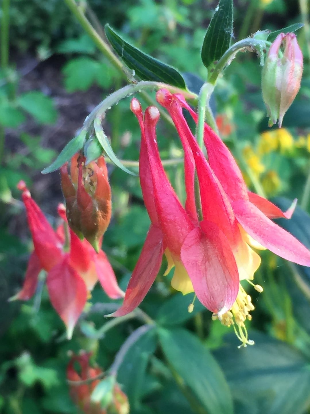 Wild Columbine - Aquilegia Canadensis - Native Part Shade Perennial ...