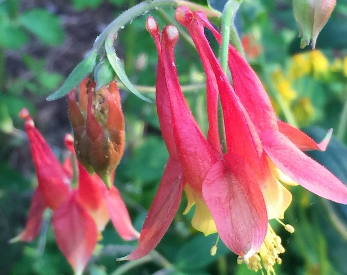 Wild Columbine - Aquilegia Canadensis - Native Part Shade Perennial ...