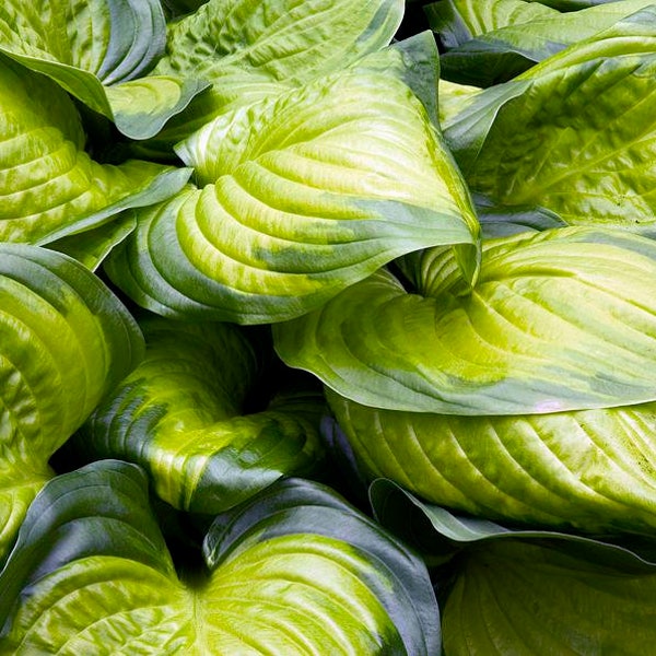 Stained Glass Hosta Plant - Etsy