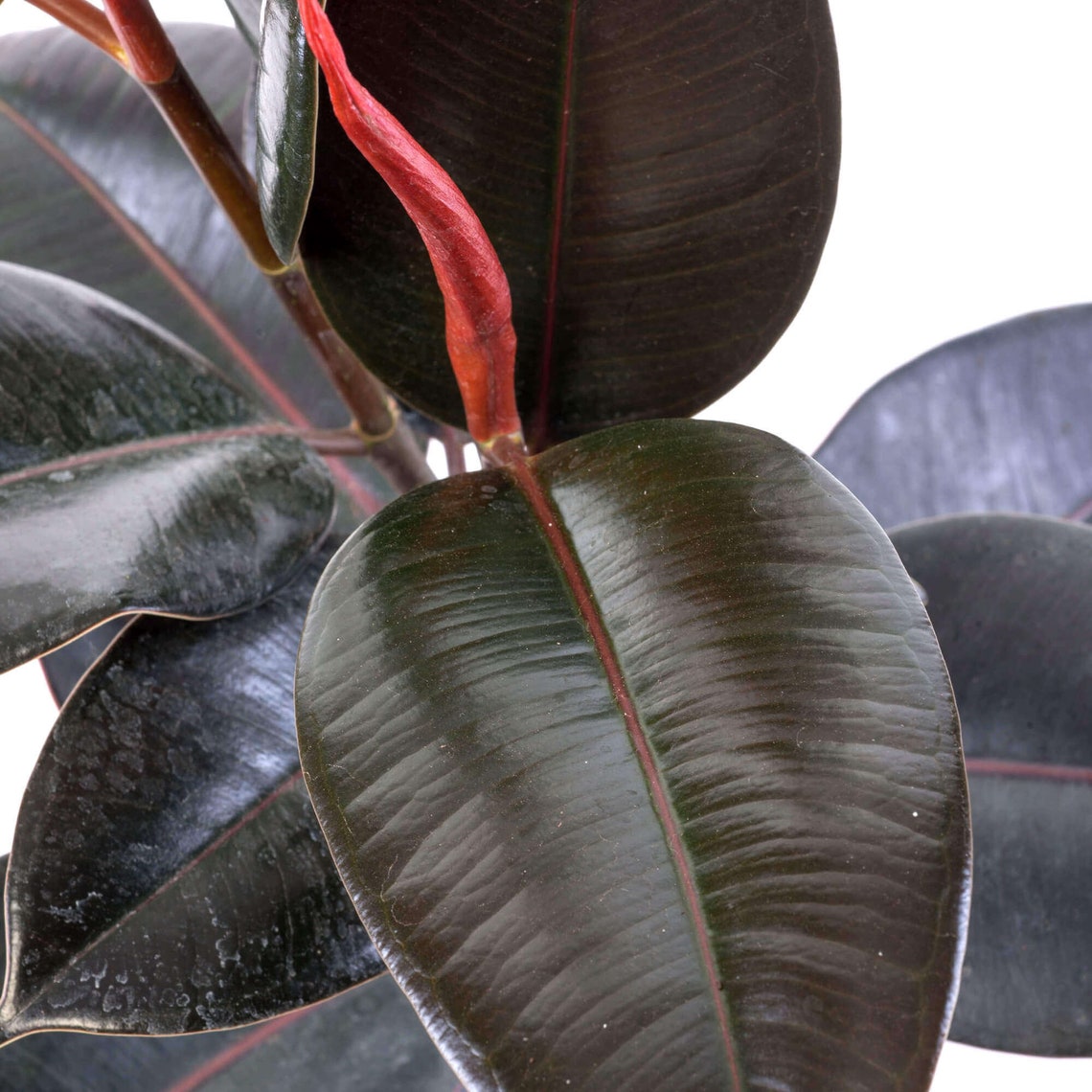 Burgundy Rubber Plant Ficus Elastica 'burgundy' - Etsy