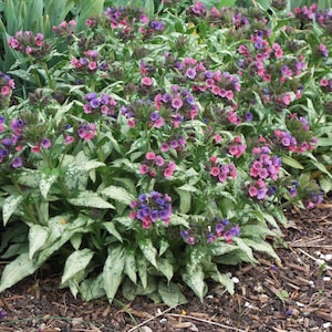 Pulmonaria ‘silver Bouquet’ -lungwort- Shade Perennial- Live Starter ...