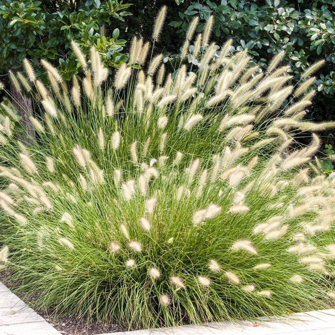 Dwarf Fountain Grass ‘hameln’ -pennisetum- Ornamental Grass- Live ...
