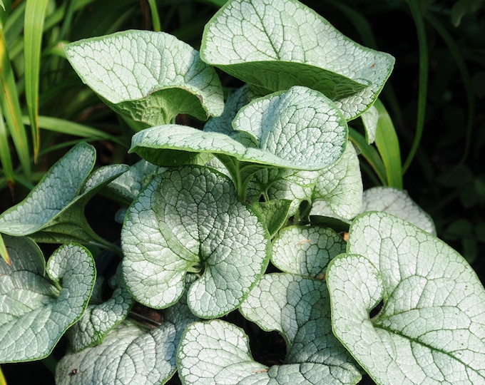Brunnera Jack Frost 3 Well Rooted Starter Plants in 1 Qt Pots Grown at ...