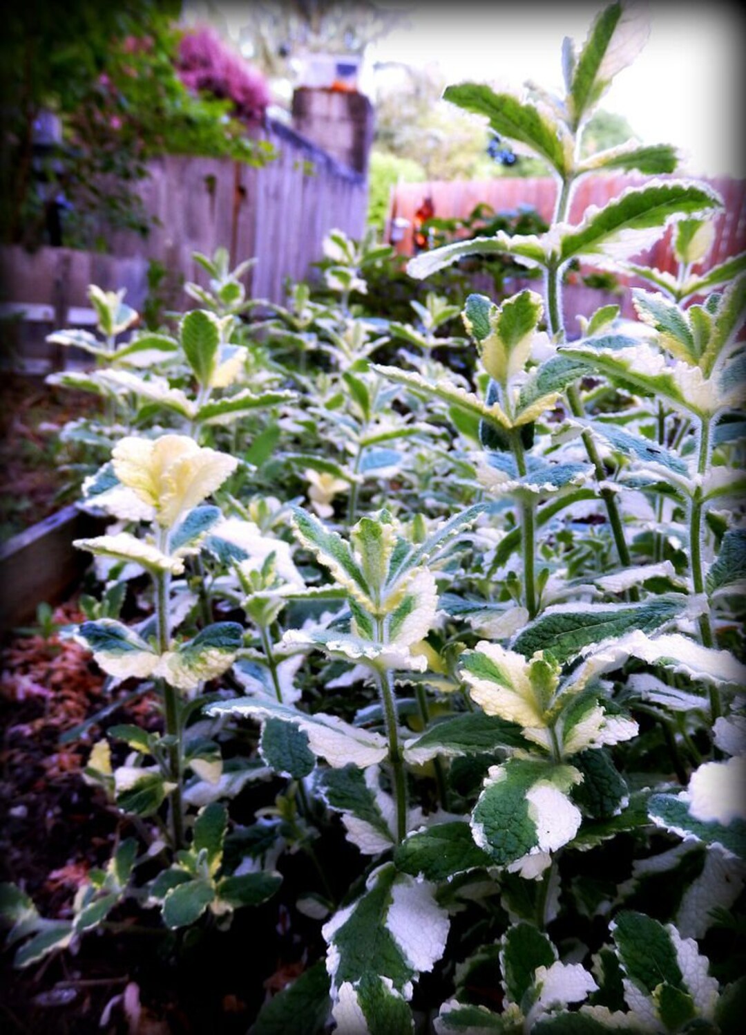 Organic Pineapple Mint - Live Starter Plant - FREE SHIPPING!!! - Etsy