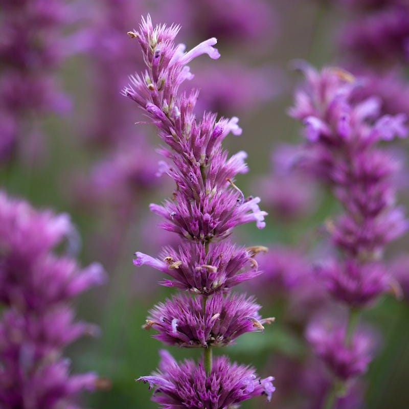 SacredRootsNursery - Etsy