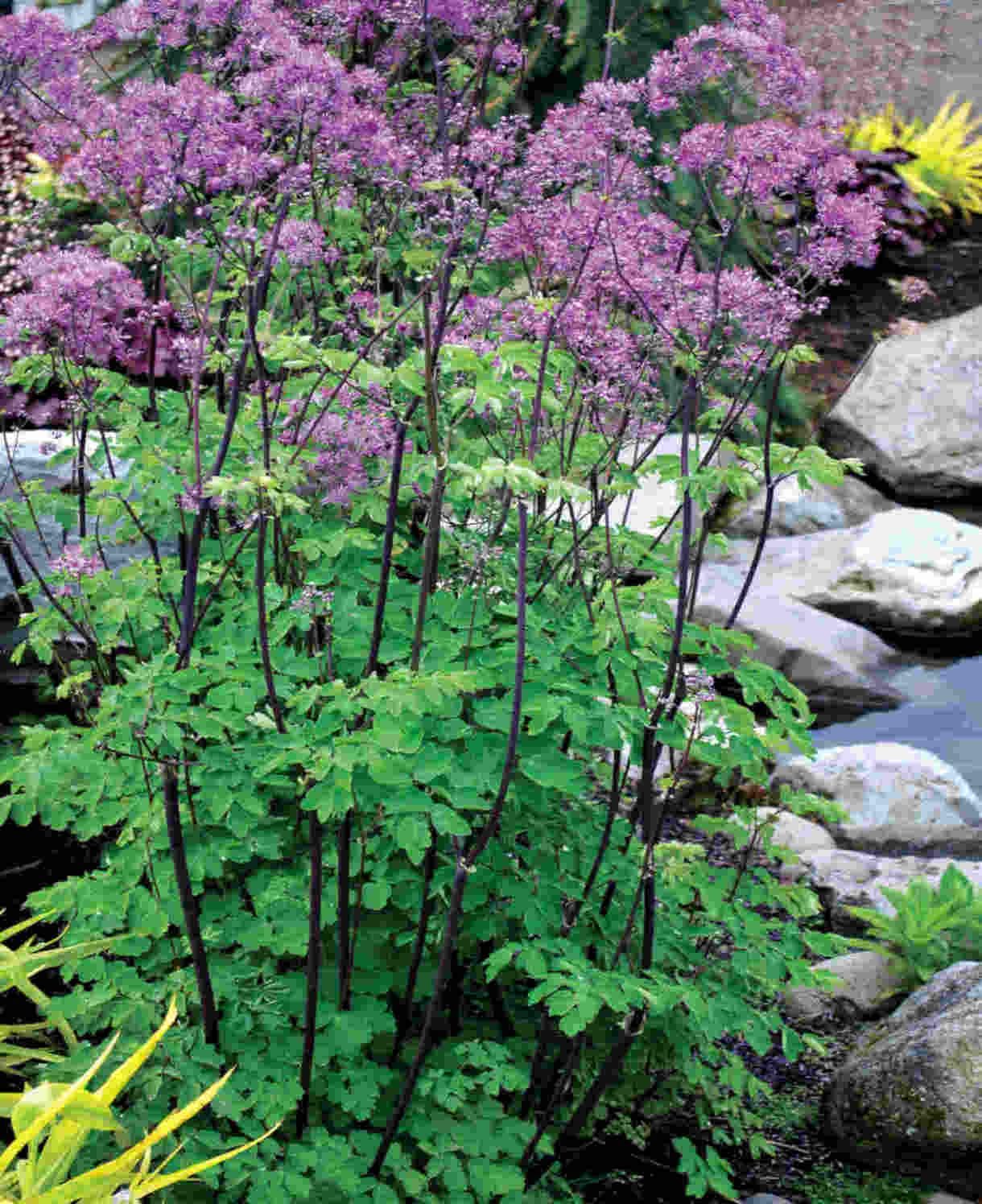 Thalictrum ‘black Stockings’- Meadow Rue-live Starter Plant- FREE ...