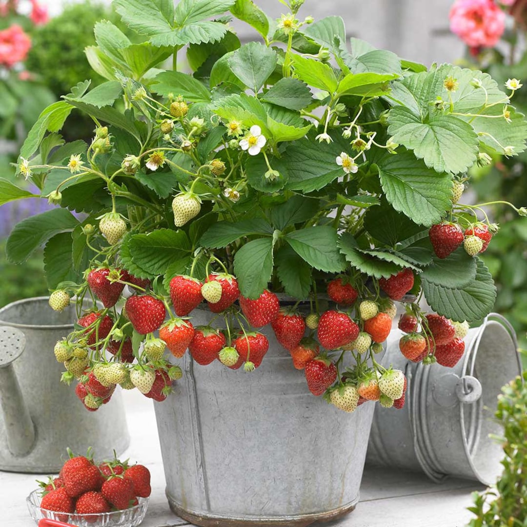 48-ORGANIC ‘ozark’ Everbearing Strawberry Plants- Bareroots- FREE ...