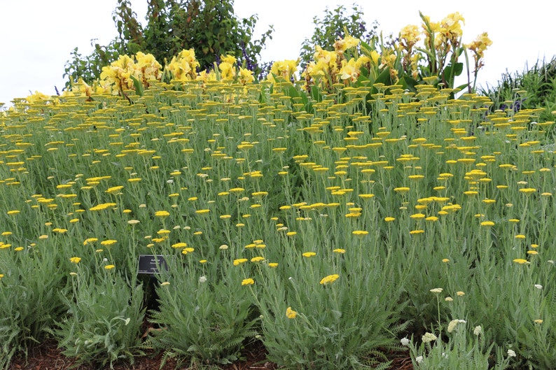 Yarrow 'moonshine' - Perennial- Live Starter Plant - FREE SHIPPING ...