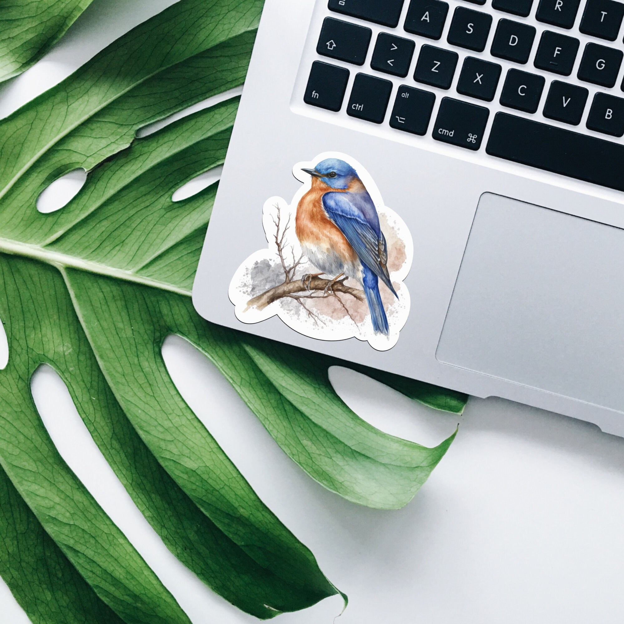 Watercolor Eastern Bluebird Sticker Cute Bird Stickers - Etsy