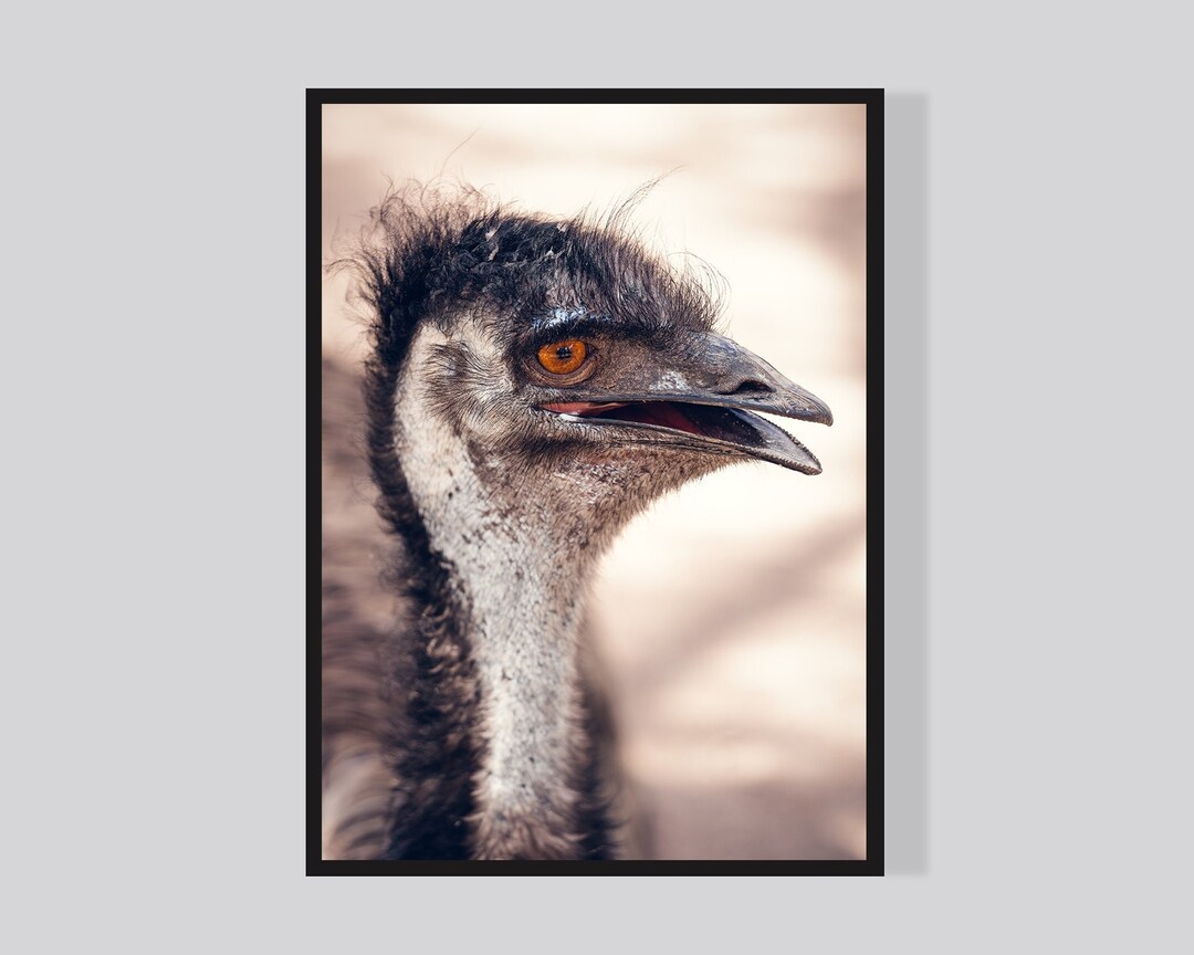 Ostrich Photo Print, Ostrich Wall Art, Ostrich Art,ostrich Decor ...
