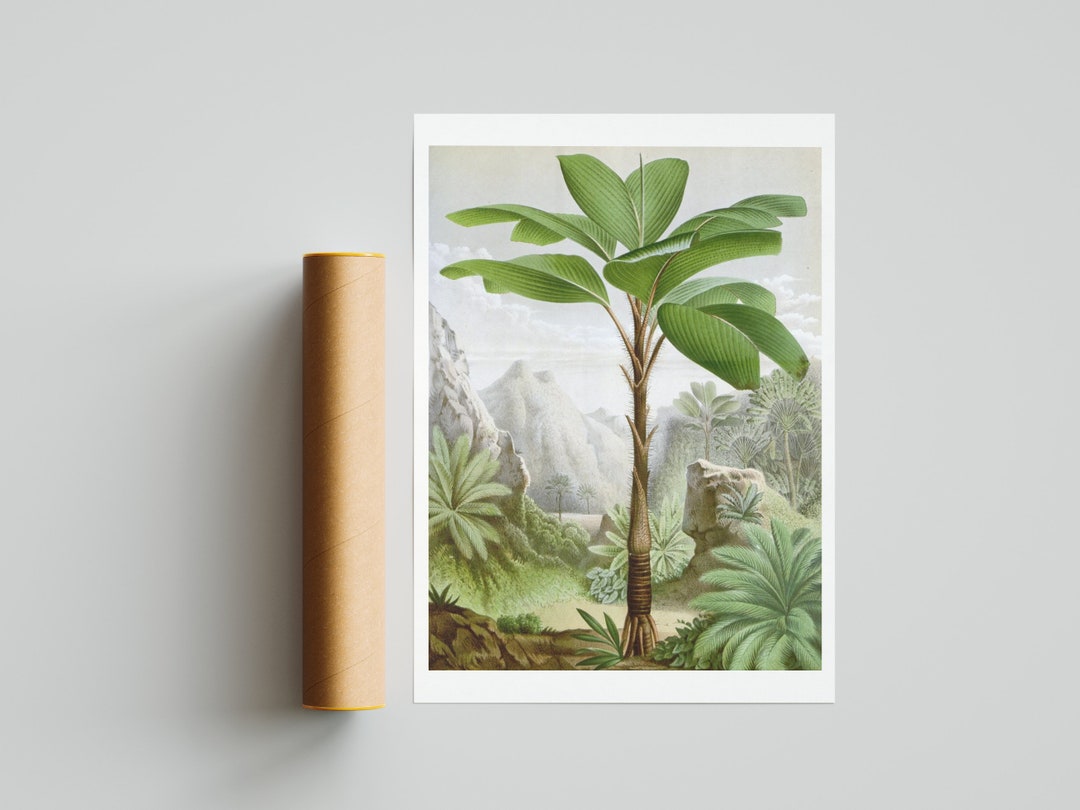 Victorian Botanical Palm Tree Print – Antique Jungle Wall Art, Tropical ...