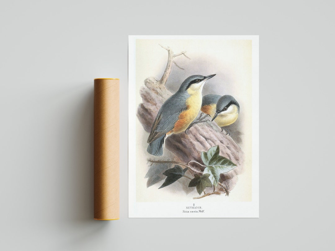Nuthatch Bird - Vintage Print - Etsy