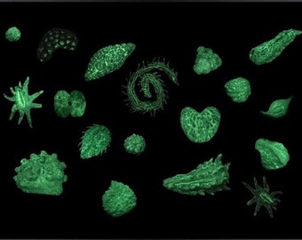 Printable Art (seeds Under Microscope) - Etsy