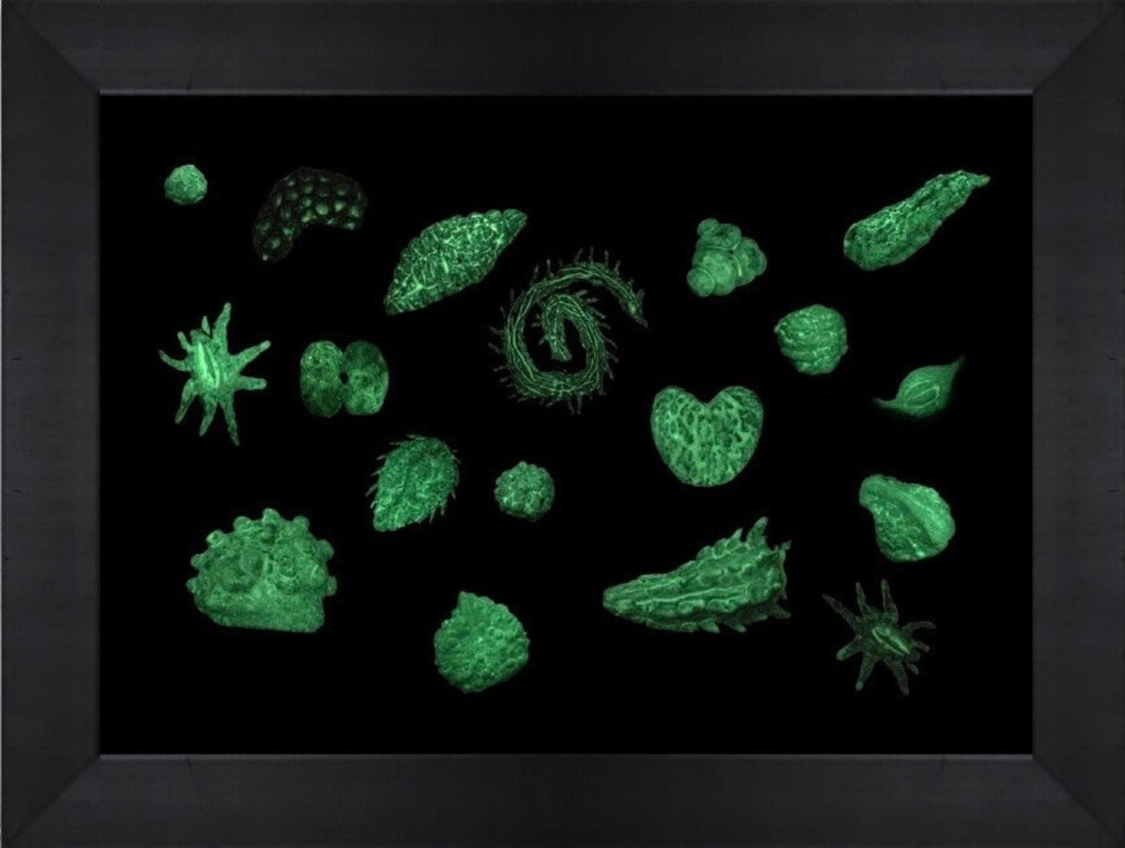 Printable Art (seeds Under Microscope) - Etsy